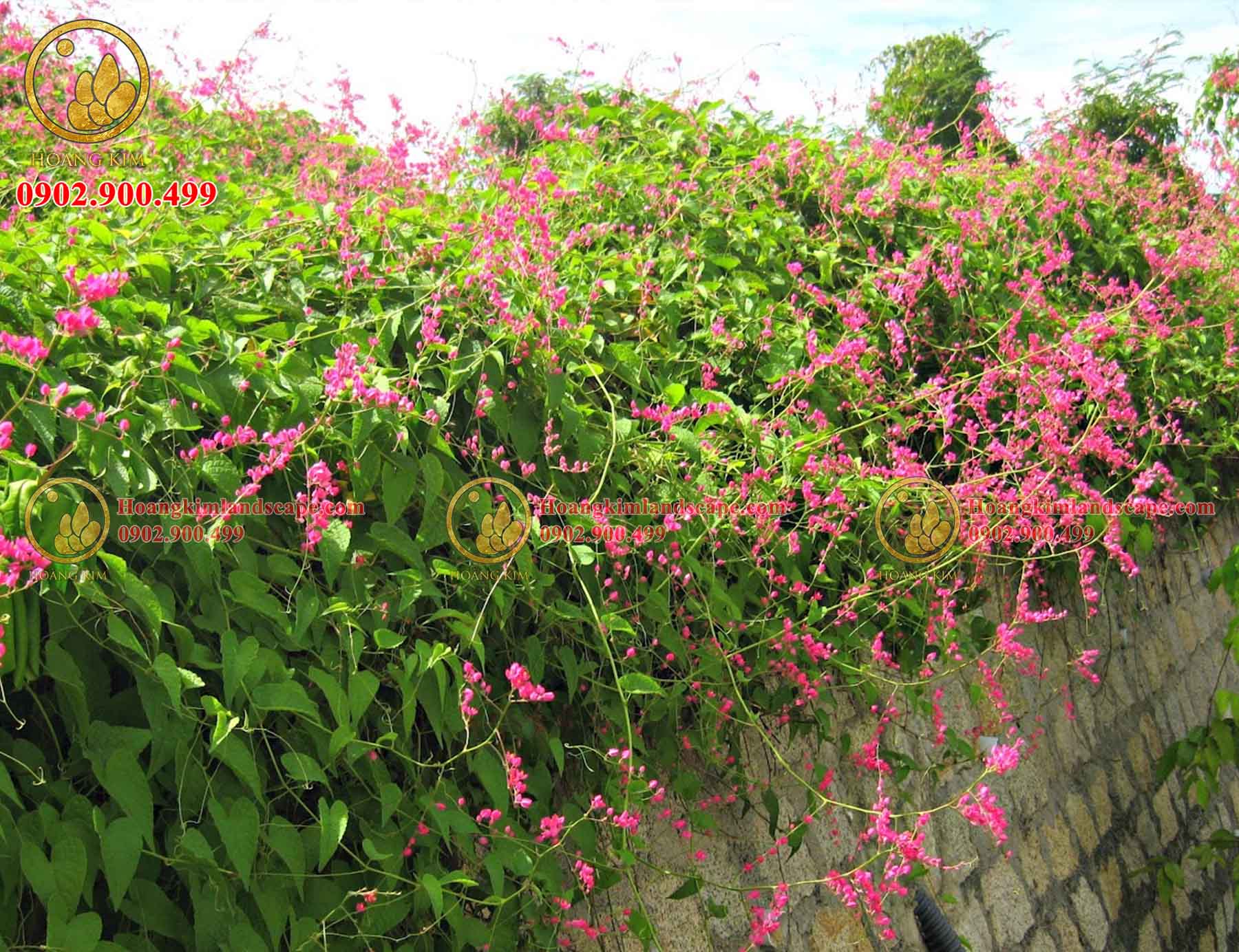 Top 15 Cây Trồng Làm Hàng Rào Siêu Đẹp Và Dễ Sống